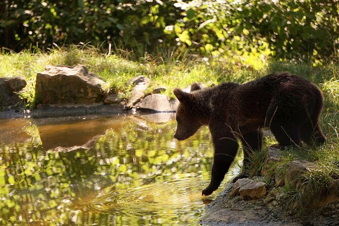 Meet the Bears & Visit Dracula Castle Day Tour from Bucharest - A Thorough Breakdown