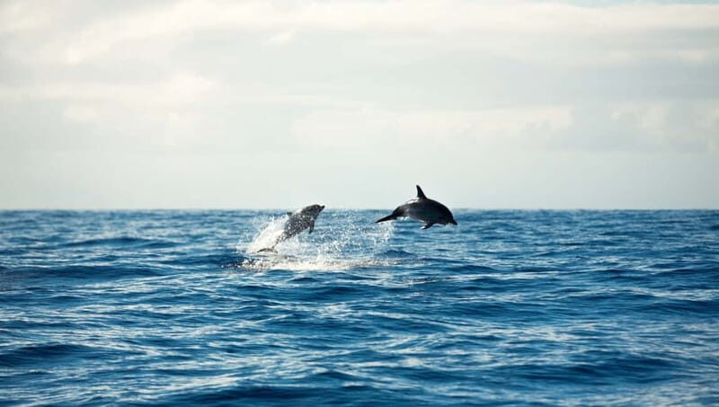 Meet the Dolphins  Escursione in Gommone - RIB Excursion - Key Points