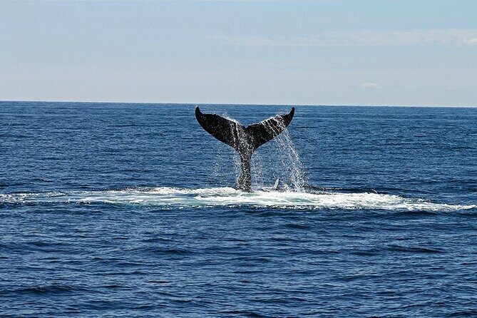 Meet the giants of the seas Semi-private whale trip - Frequently Asked Questions