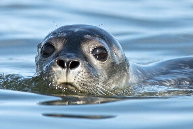 Meet The Seals Boat Tour - Travel by boat to a Secret Seal Cove - Introduction