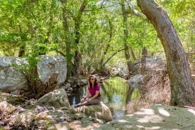Meet the trees in Cyclades Hiking (Small group experience) - Meet the Trees in Cyclades Hiking (Small group experience) — An Authentic Nature Encounter in Naxos
