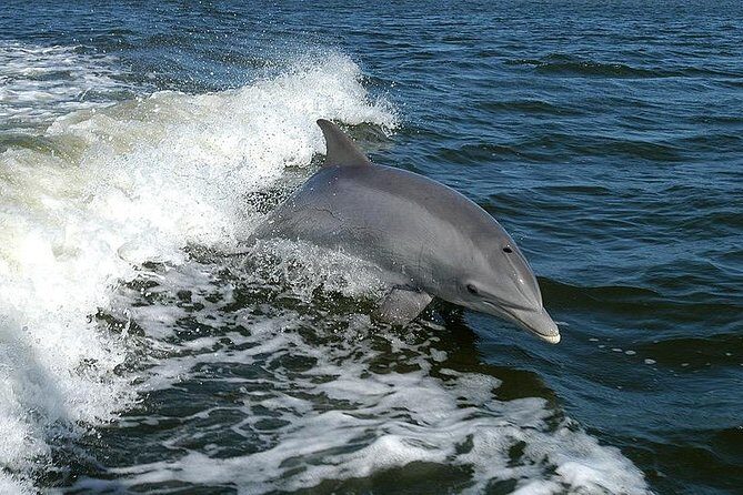Mega Bite Dolphin Tour Boat in Clearwater Beach - The Experience in Detail