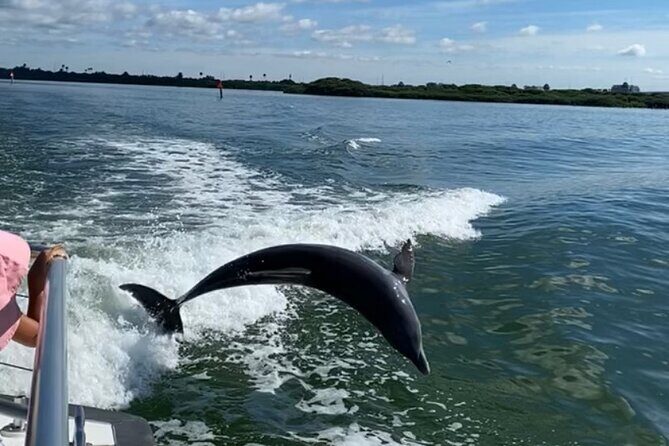 Mega Bite Dolphin Tour Boat in Clearwater Beach - Analyzing the Value