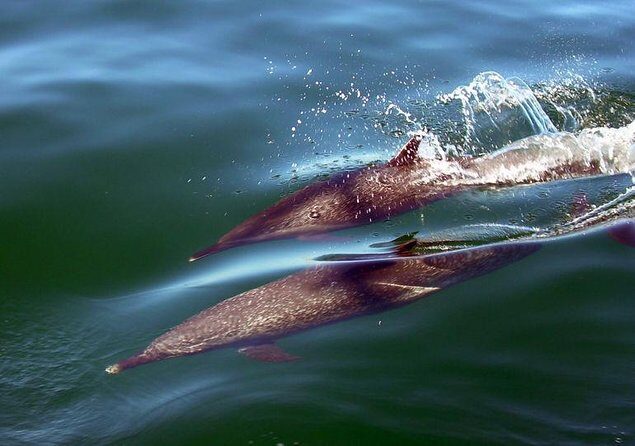 Mega Yacht Limousine of the Sea 1: Puerto Vallarta - Key Points