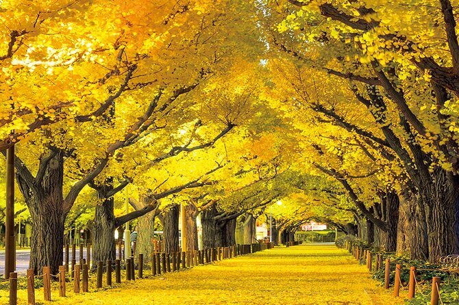 Meiji Shrine & Harajuku Walking Tour Tradition Meets Pop Culture - Final Thoughts: Is It Worth It?