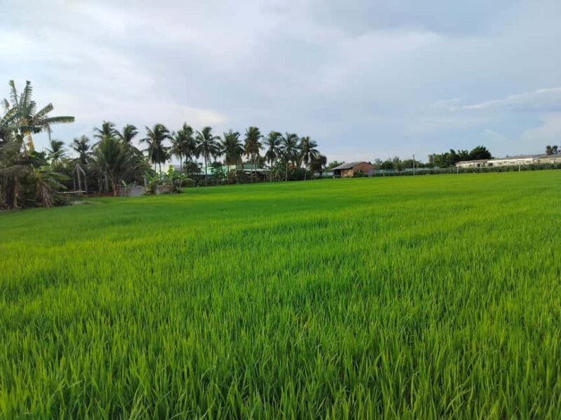 Mekong Delta Cruise & Explore Bicycle Full Day Small Group - A Detailed Look at the Mekong Delta Full-Day Tour