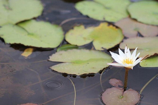 Mekong Delta Full Day Private Tour by Speedboat - Authentic Experiences and Traveler Feedback
