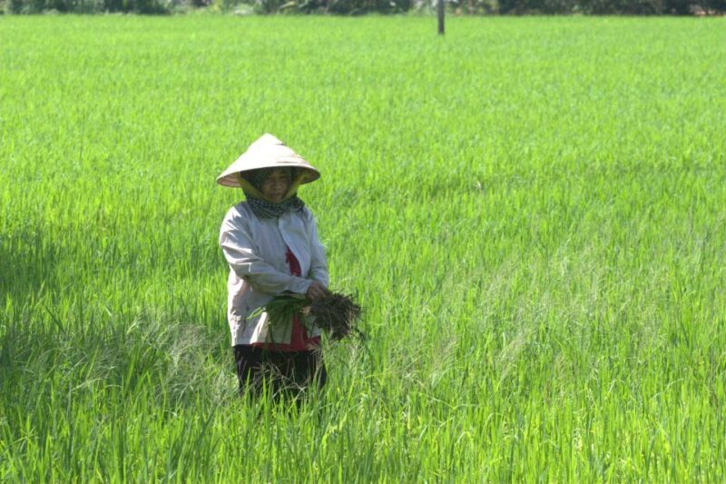 Mekong Delta Private Tour from Ho Chi Minh City - Who Would Love This Tour?