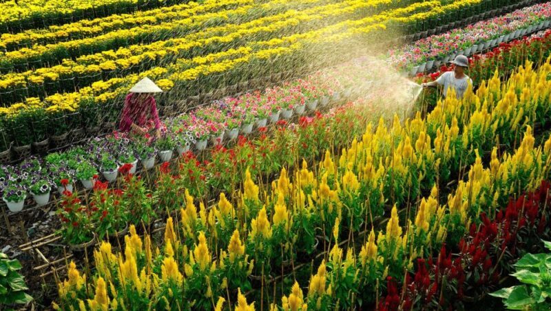 Mekong Delta Tour 2-Day (SaDec  Can Tho - My Tho - Ben Tre) - The Good, The Not-So-Good, and Everything In Between