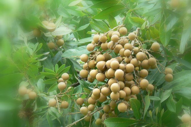 Mekong Delta Tour Including Cai Be Floating Markets from Ho Chi Minh City - An Inside Look at the Mekong Delta Tour
