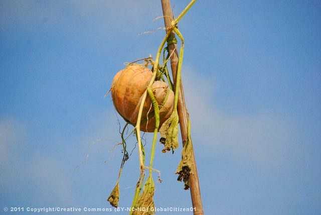 Mekong tour: Cai Be - Can Tho Floating Market 2 days - The Sum Up