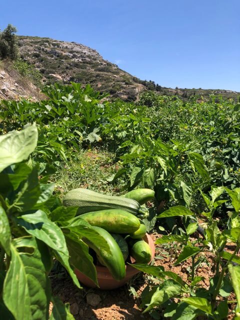 Melanes: Naxos Perivoli Farm & Cooking Class with Wood Fire - The Culinary Challenge: Cooking on a Wood Fire