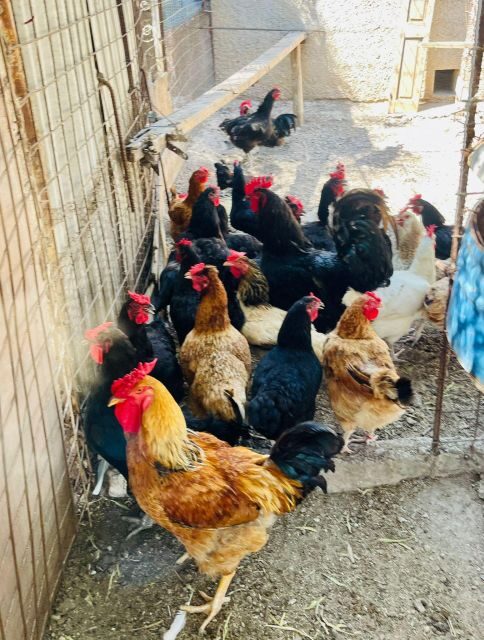 Melanes: Naxos Perivoli Farm & Cooking Class with Wood Fire - Practical Details: Preparing for Your Visit