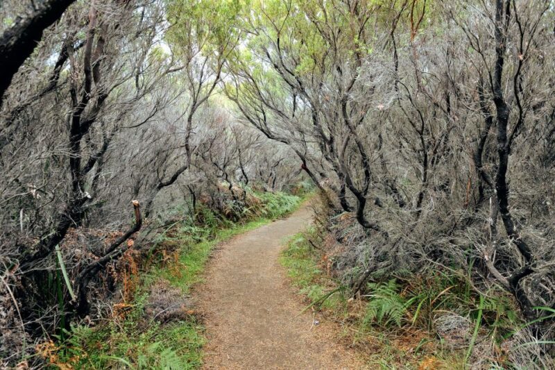 Melbourne: 12 Apostles, Otways & Great Ocean Road Day Tour - What Travelers Say
