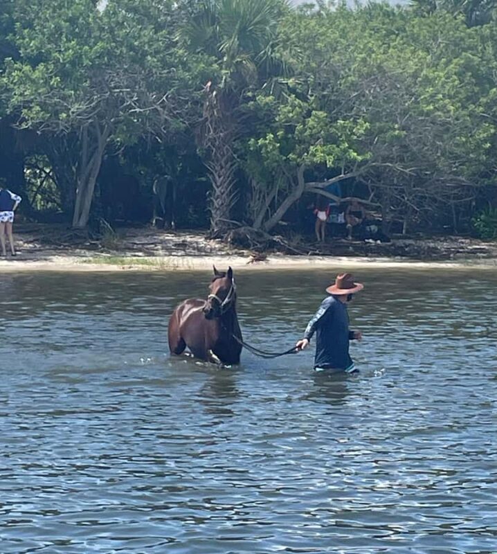 Melbourne: 2-Hour Dolphin & Manatee River Tour - A Closer Look at the Melbourne River Dolphin & Manatee Tour