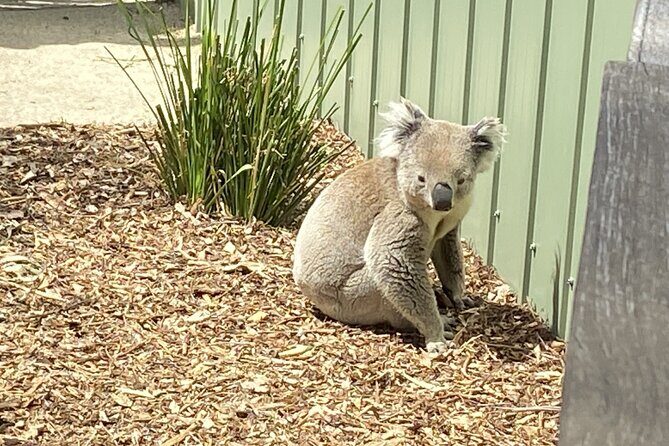 Melbourne and Moonlit Sanctuary Shore Excursion - Real Traveler Insights