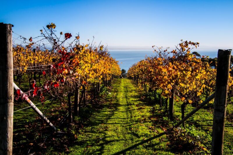 Melbourne: Around the Bay Food & Wine Taste Trail - Final Thoughts
