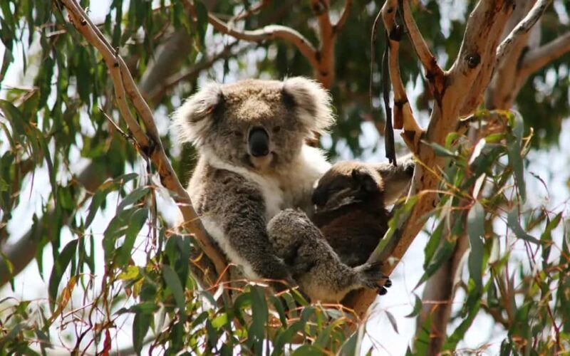 Melbourne: Boutique Phillip Island Wine, Dine & Penguin Tour - Introduction: What to Expect from the Boutique Phillip Island Tour