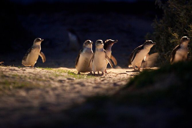 Melbourne City Tour and Phillip Island in One Day - Introduction: What You Can Expect