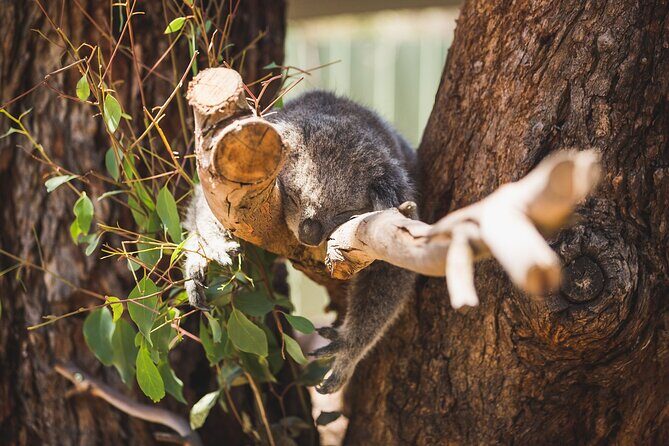 Melbourne City Tour and Phillip Island in One Day - The Sum Up: Is This Tour Right for You?