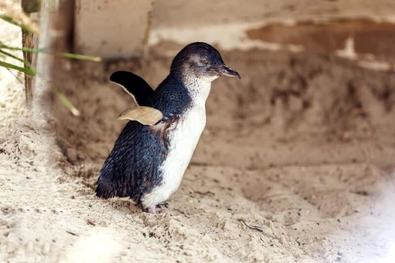 Melbourne: Coastal View & Phillip Isand Penguin Parade Tour - The Value of the Experience