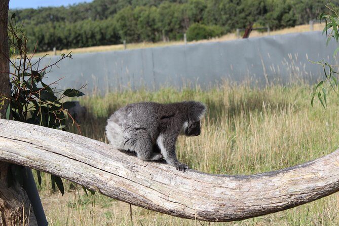 Melbourne Combo: Great Ocean Road Day Trip and Phillip Island Day Trip from Melbourne - Authentic Feedback from Travelers