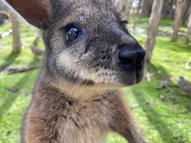 Melbourne Essentials: City, Penguins and Great Ocean Road - Authentic Experiences That Matter