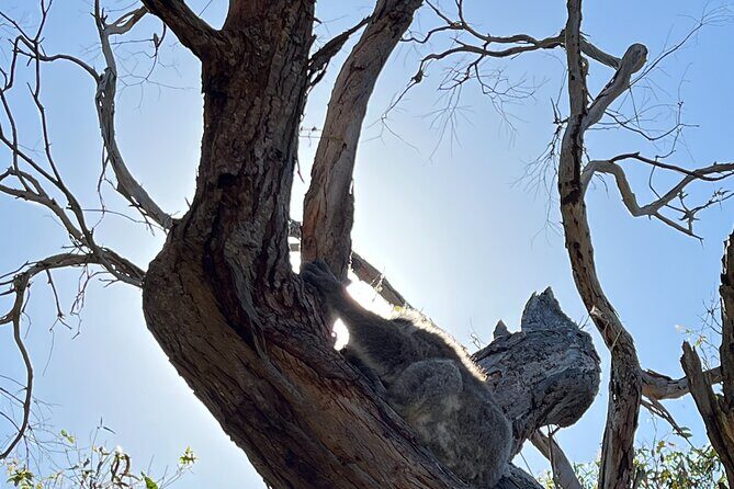 Melbourne: Explore Great Ocean Road by Private Tour - FAQ