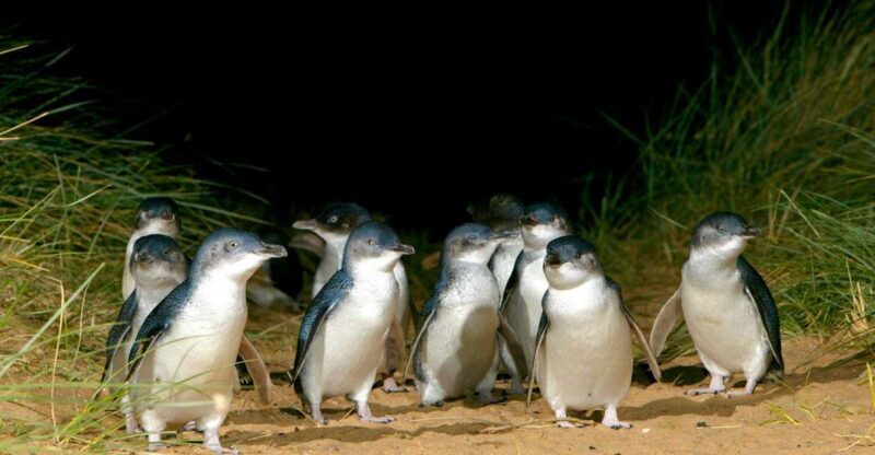 Melbourne: French and Phillip Island Wildlife Expedition - An In-Depth Look at the Itinerary