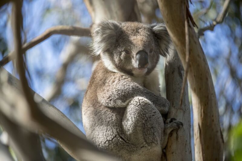 Melbourne: French and Phillip Island Wildlife Expedition - Authentic Encounters and Visual Highlights