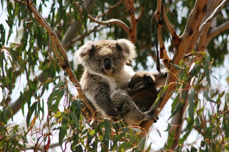 Melbourne: Great Ocean Road & Rainforest Trip - Who Will Enjoy This Tour?