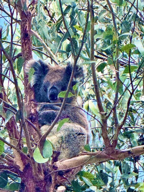 Melbourne: Great Ocean Road Reverse Tour & London Bridge - Key Points