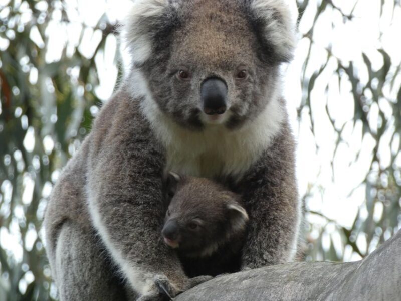 Melbourne: Great Ocean Road & Wildlife Tour for Backpackers - Why This Tour Is a Great Choice