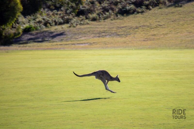 Melbourne: Great Ocean Road & Wildlife Tour for Backpackers - FAQs