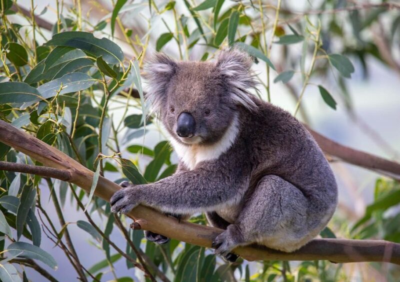 Melbourne: Great Ocean Road & Wildlife Tour for Backpackers - Final Thoughts