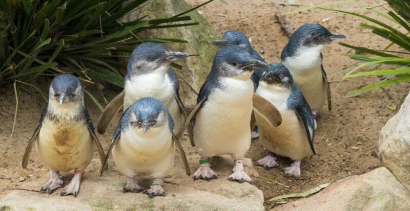 Melbourne: Healesville Sanctuary & Phillip Island Tour - Key Points
