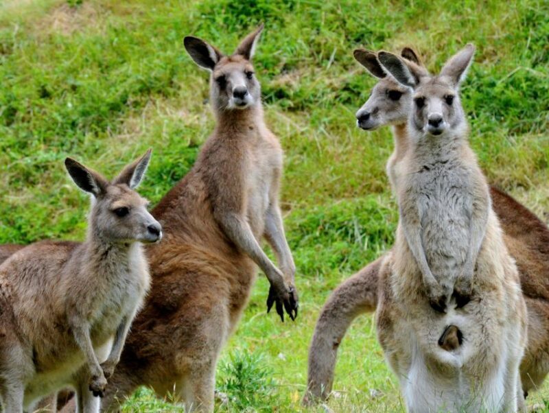 Melbourne: Healesville Sanctuary & Phillip Island Tour - Transportation, Group Size, and Overall Value
