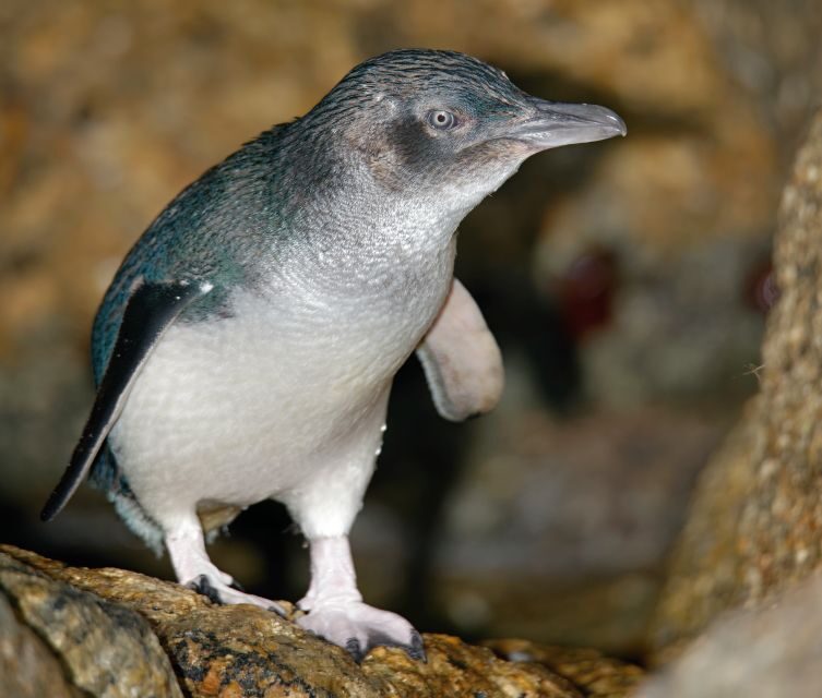 Melbourne: Healesville Sanctuary & Phillip Island Tour - FAQ