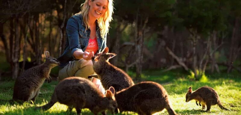 Melbourne Highlights & Aussie Wildlife Express Tour - Exploring Melbourne’s Highlights