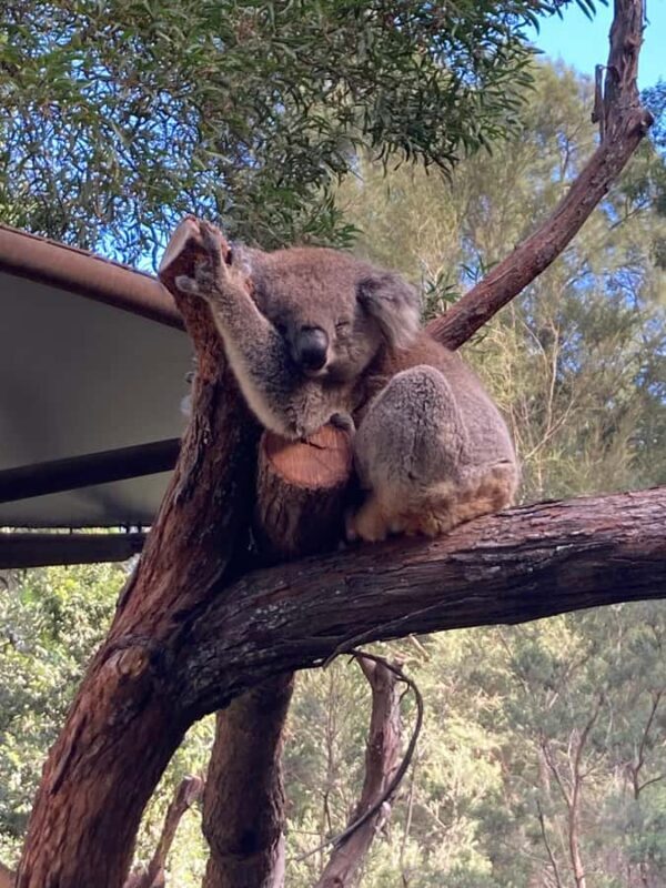 Melbourne: Marysville Day Trip with Healesville Sanctuary - An Overview of the Itinerary