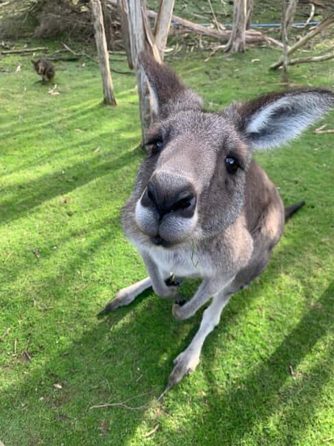 Melbourne: Moonlit Sanctuary and Brighton Beach Boxes Tour - Who Will Love This Tour?