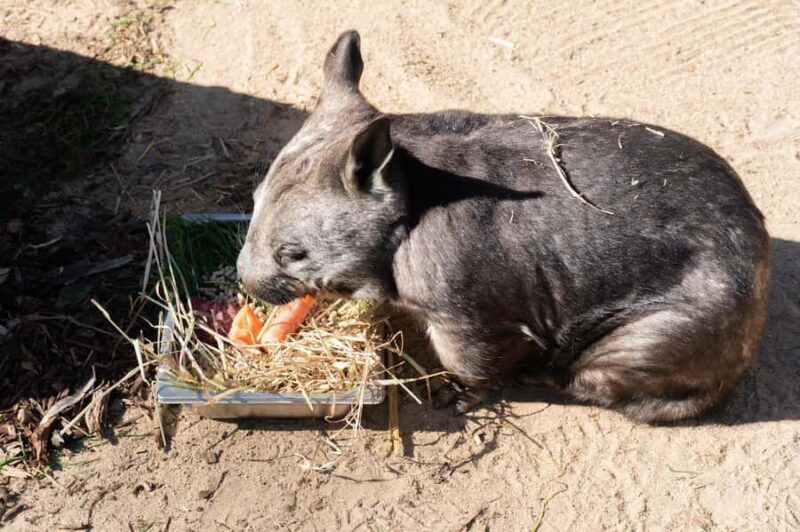 Melbourne: Murray River Paddle Steamer, Wildlife & Silo Art - An In-Depth Look at the Tour Experience