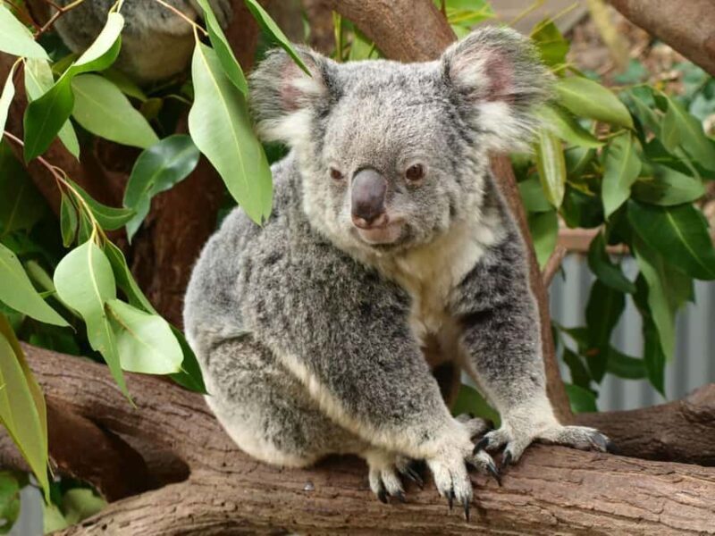 Melbourne: Murray River Paddle Steamer, Wine & Wildlife Tour - Why This Tour Stands Out