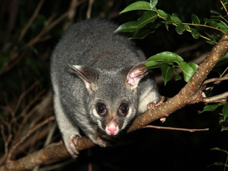 Melbourne: Nighttime Private City Tour with Transfer & Stops - Why This Tour Works Well
