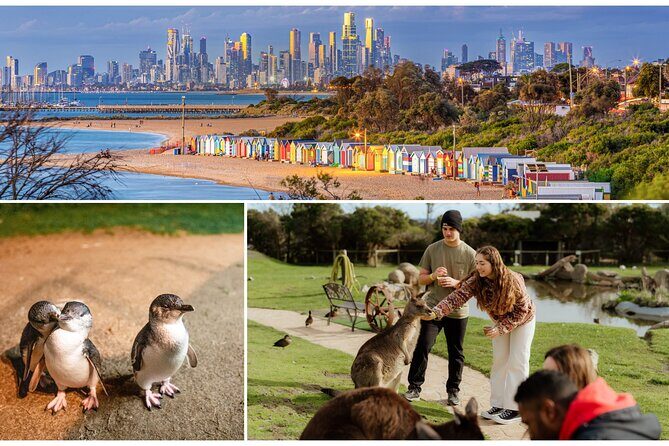 Melbourne: Penguin Parade , Koala & Brighton Bathing Boxes - Key Points