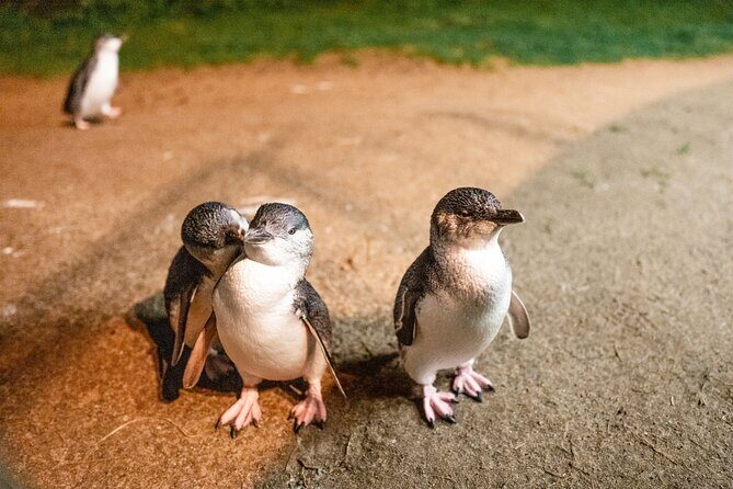 Melbourne: Penguin Parade , Koala & Brighton Bathing Boxes - Frequently Asked Questions