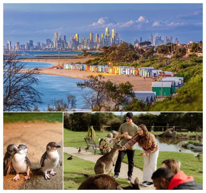 Melbourne: Penguin Parade , Koala & Brighton Bathing Boxes - An In-Depth Look: What You Can Expect