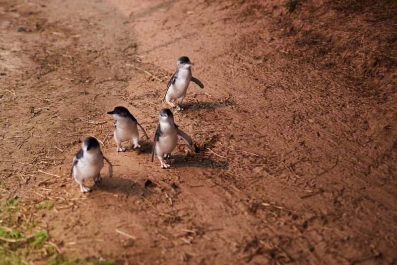 Melbourne: Penguin Parade , Koala & Brighton Bathing Boxes - Who Is This Tour Best For?