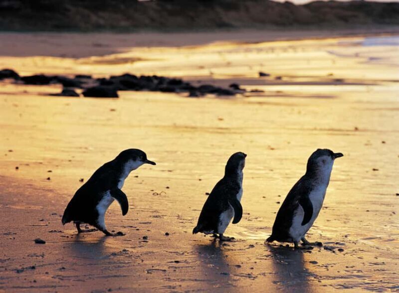 Melbourne: Penguin Parade , Koala & Brighton Bathing Boxes - Frequently Asked Questions (FAQs)