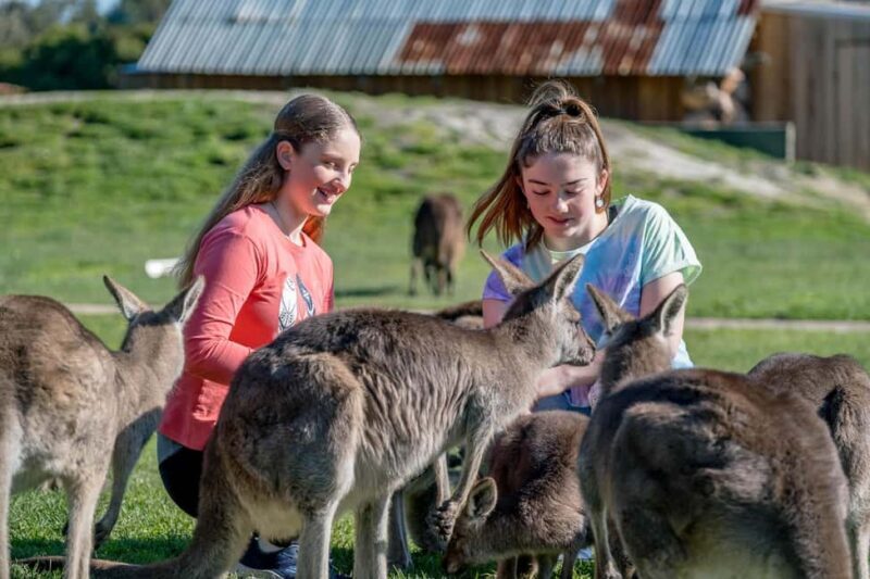 Melbourne: Penguin Parade Tour with Puffing Billy Train Ride - A Detailed Look at the Tour Experience
